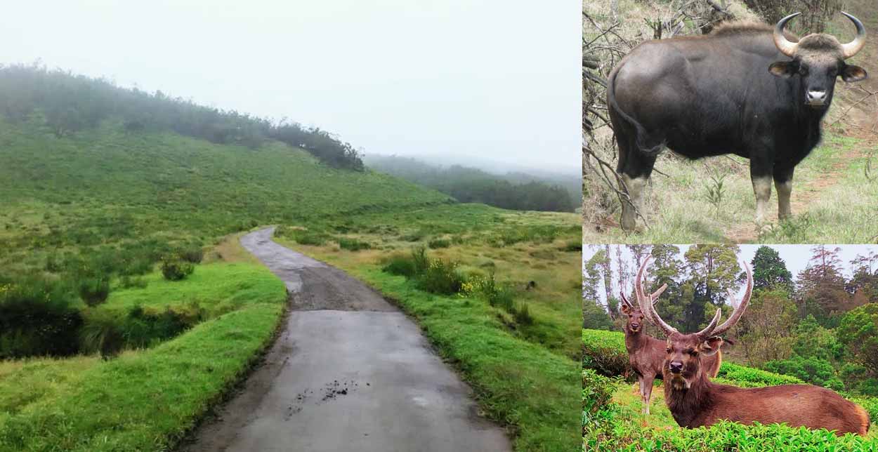 Climb For Green - Tatsat Chronicle Magazine