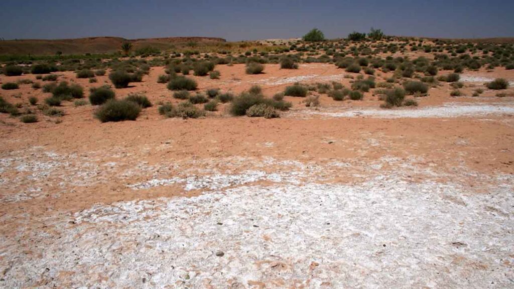 Food Security at Risk Due to High Salt Level in Soil: FAO DG Qu Dongyu ...