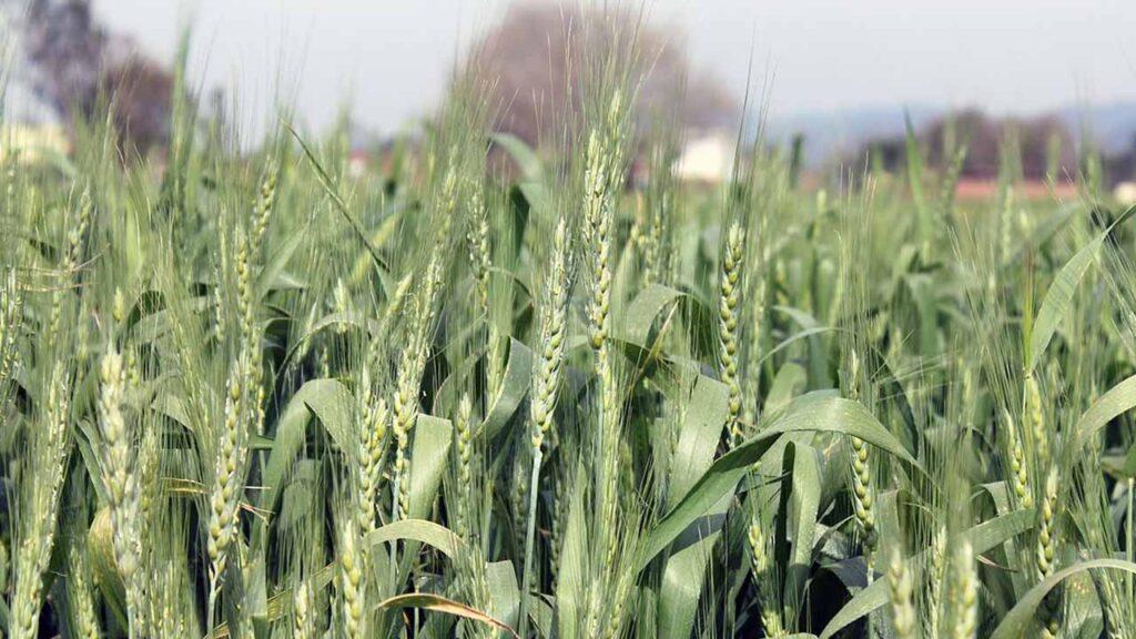 Record Foodgrain Production Expected in 2021-22 - Tatsat Chronicle Magazine