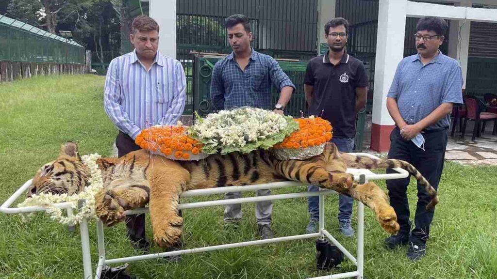 Raja, One Of The India's Oldest Royal Bengal Tigers, Dies At 25